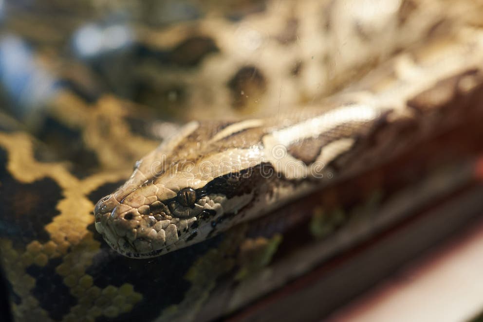 Large Python in a Glass Aquarium Stock Image - Image of life, earth ...