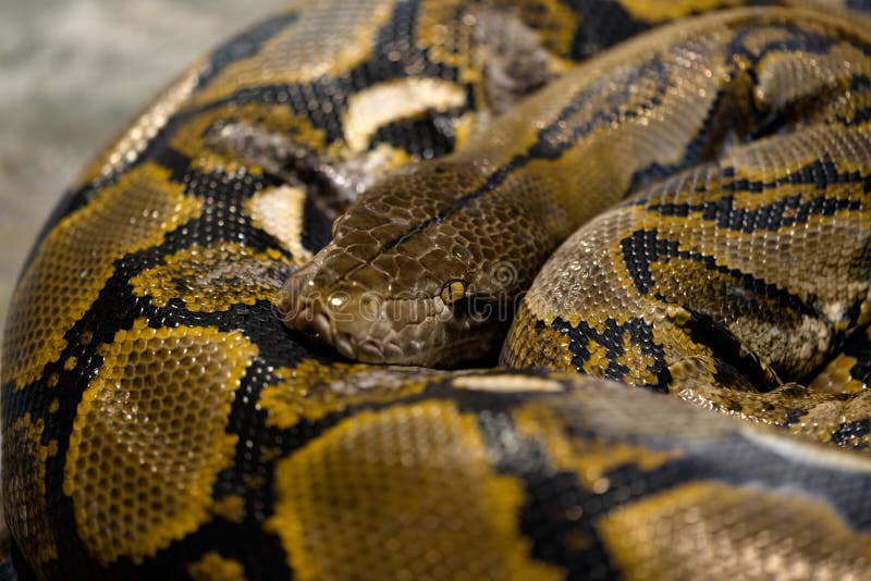 Large Python in a Glass Aquarium Stock Image - Image of life, earth ...