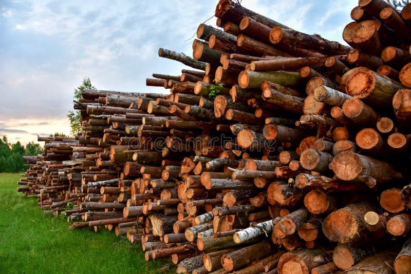 Large Quantity of Cut and Stacked Pine Timber in Forest for Transported ...