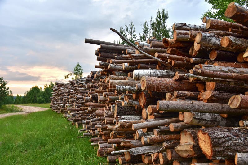 Large Quantity of Cut and Stacked Spruce Timber in Forest for ...
