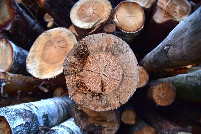 Large Quantity of Cut and Stacked Pine Timber in Forest for Transported ...