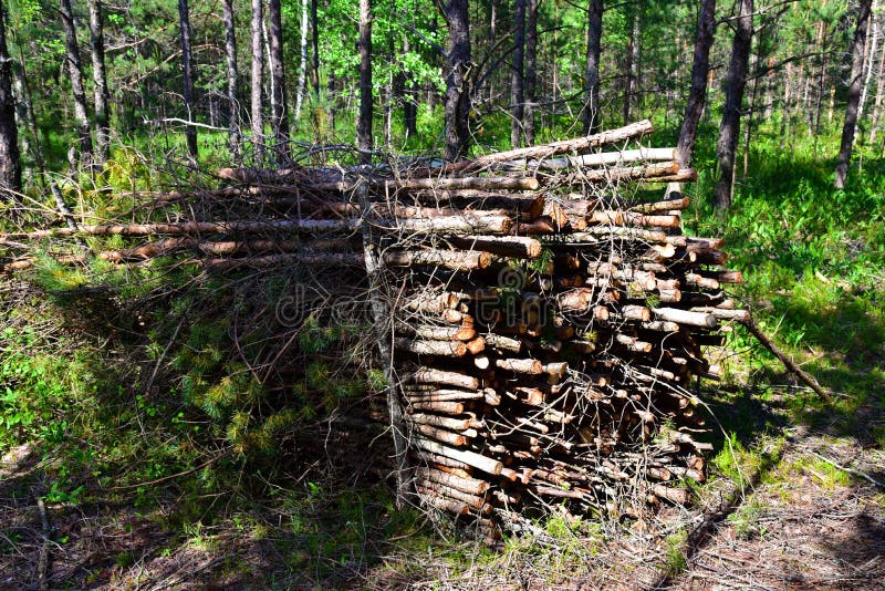 Large Quantity of Cut and Stacked Spruce Timber in Forest for ...