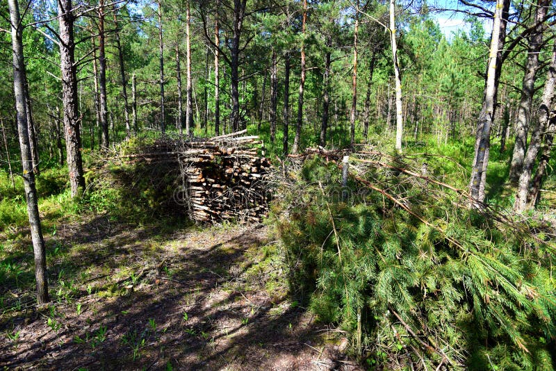 Large Quantity of Cut and Stacked Spruce Timber in Forest for ...