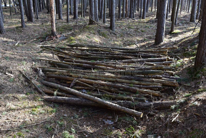 Large Quantity of Cut and Stacked Spruce Timber in Forest for ...