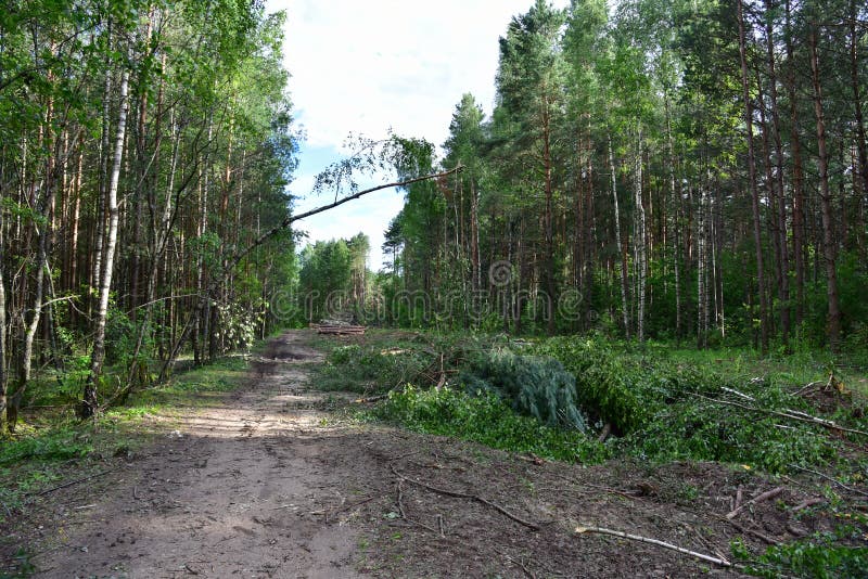 Large Quantity of Cut and Stacked Spruce Timber in Forest for ...