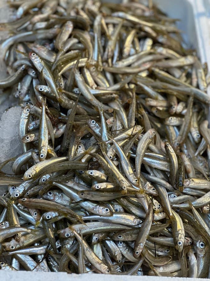 Large Quantity of Fresh Fish Stored in a Plastic Container, Resting on ...