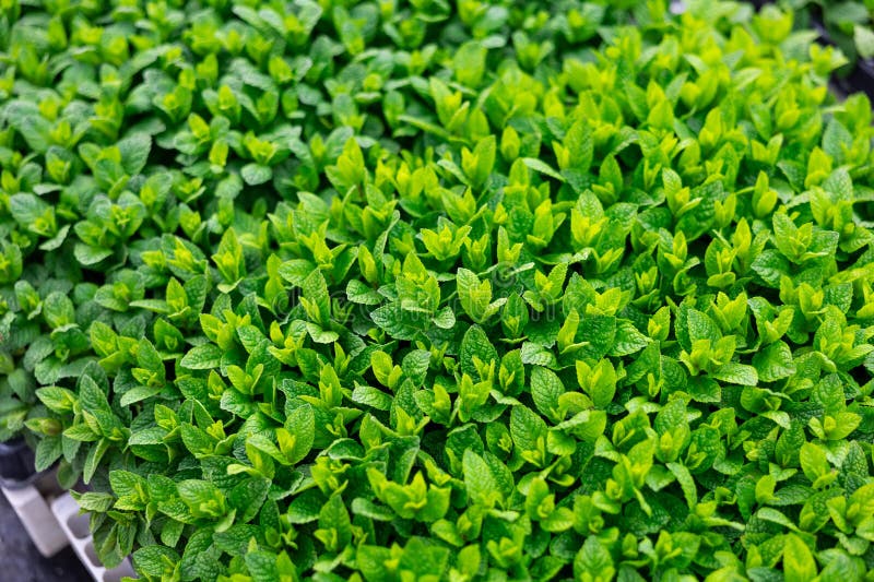 Large Quantity of Garden Pots with Green Mint Placed on the Ground ...