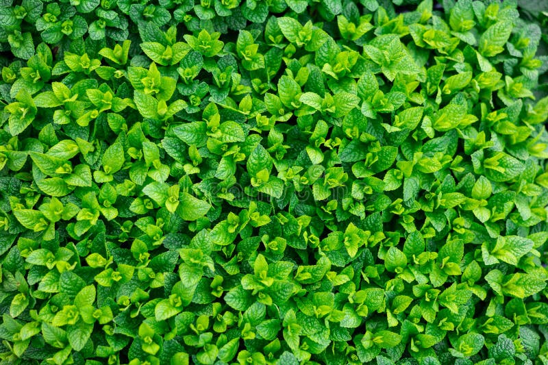 Large Quantity of Garden Pots with Green Mint Placed on the Ground ...