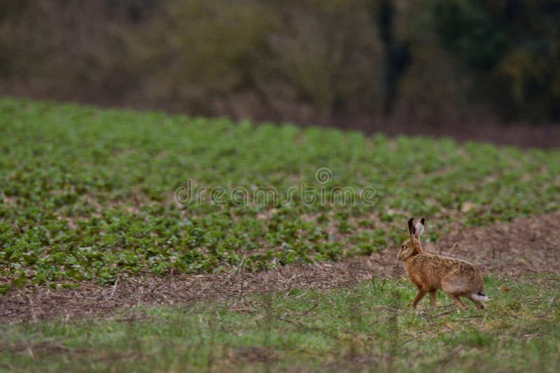 Large rabbit in the field stock image. Image of animal - 277121209
