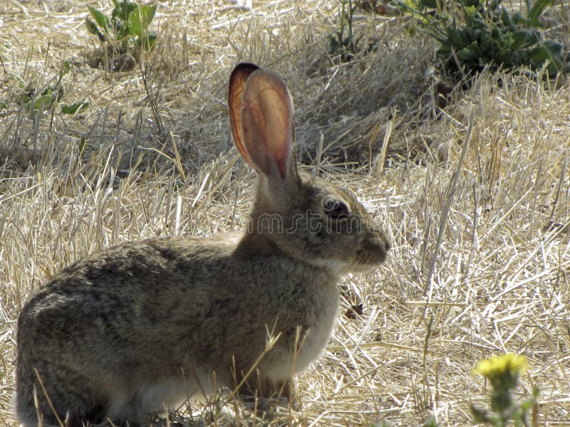 Large Rabbit on the Prairie. Stock Photo - Image of furry, holiday ...