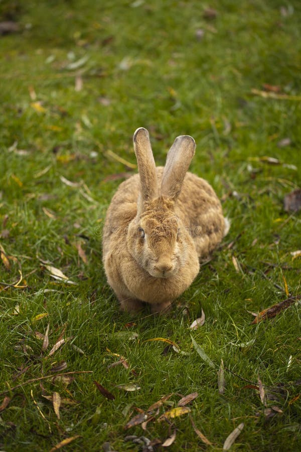 Large Rabbit stock image. Image of brow, large, bunny - 54793035