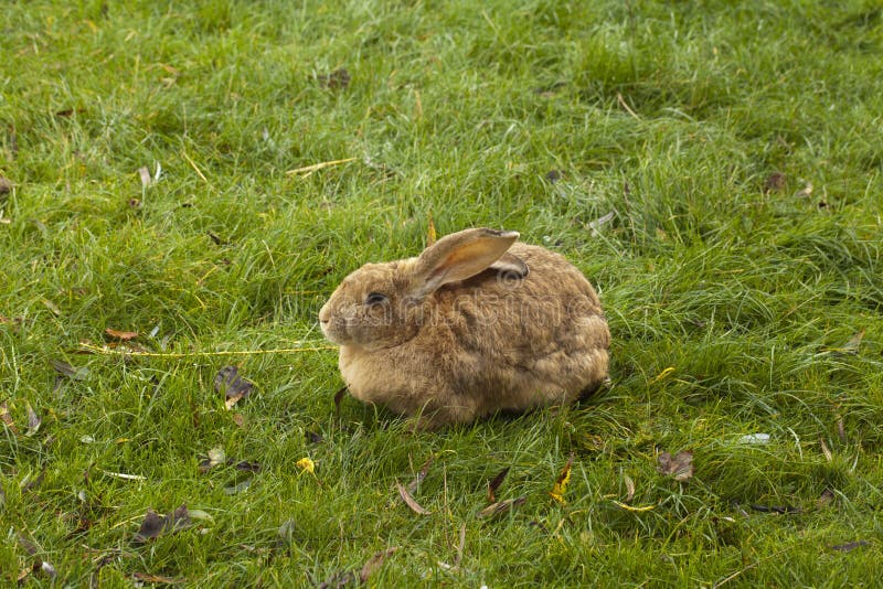 Large Rabbit stock photo. Image of cute, brown, wildlife - 54794562