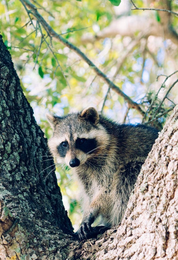 A large raccoon stock photo. Image of innocent, dangerous - 168000136