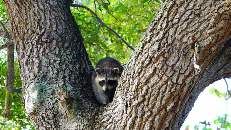 A large raccoon stock footage. Video of critters, laying - 168000438