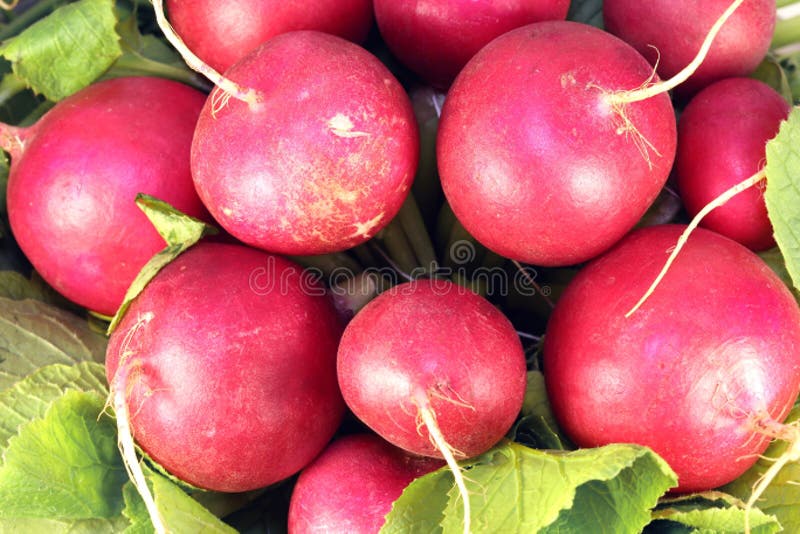 Large radish stock image. Image of green, light, freshness - 38651145