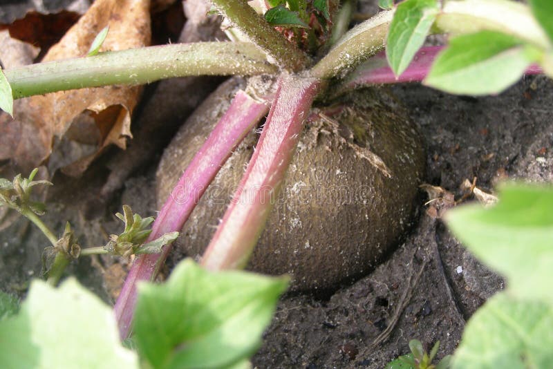 Large Radish Fruit in the Ground Stock Photo - Image of apples ...