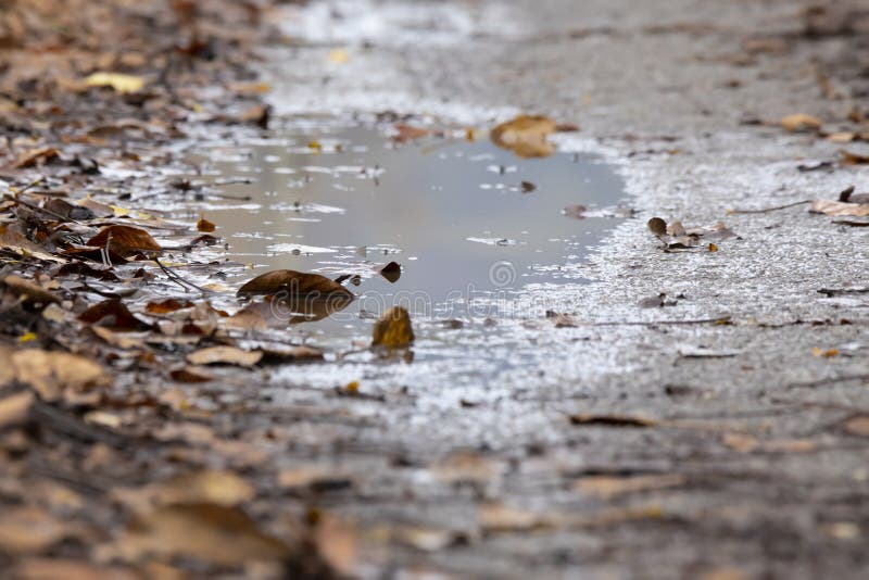 Rain Puddle Surrounded by Autumn Leaves on the Road Stock Image - Image ...