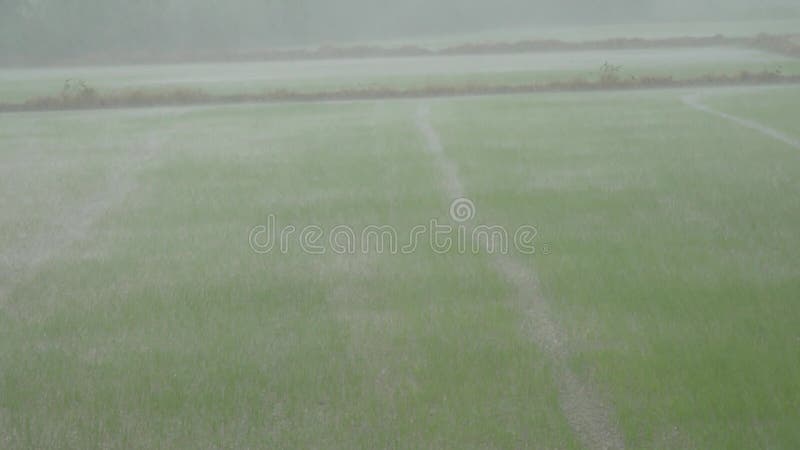 Large Rain Storms Fall in Rice Fields. Stock Footage - Video of green ...
