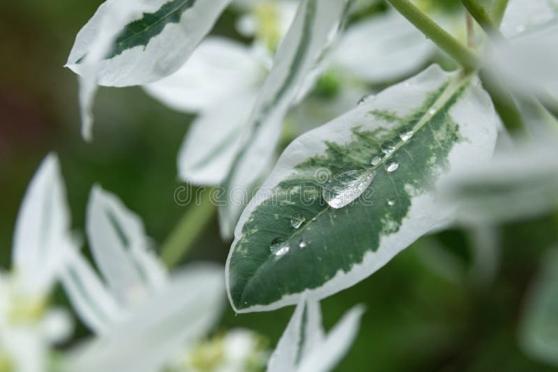 Large Raindrop on a Euphorbia Leaf. Decorative Poisonous Plant Stock ...