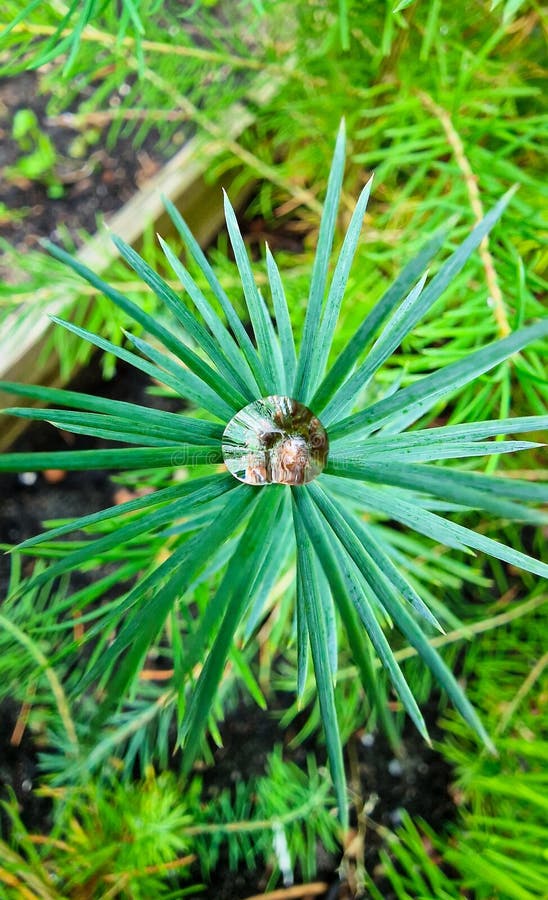 Large Raindrop at the Top of a Spruce Seedling. Stock Image - Image of ...