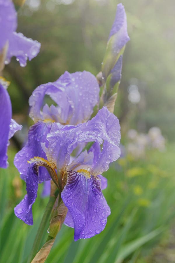 Large Raindrops on Blue Iris Flowers. Beautiful Flowers in the ...