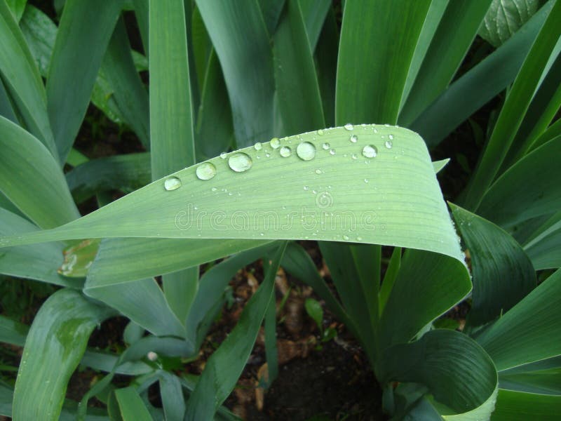 Large Raindrops on a Green Leaf Stock Image - Image of wildflower ...