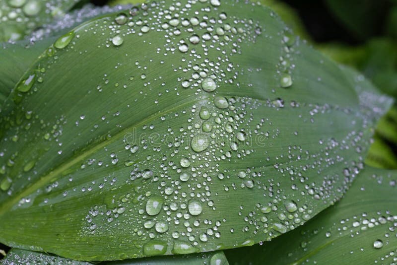 Large Raindrops on the Window Glass, Rainy Weather Stock Photo - Image ...