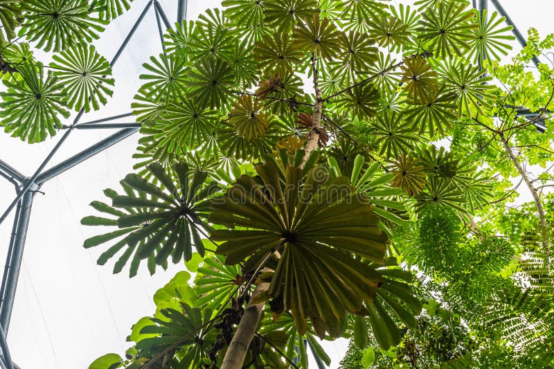 Large Rainforest Plant Cecropia Tree Taken from Below Stock Photo ...