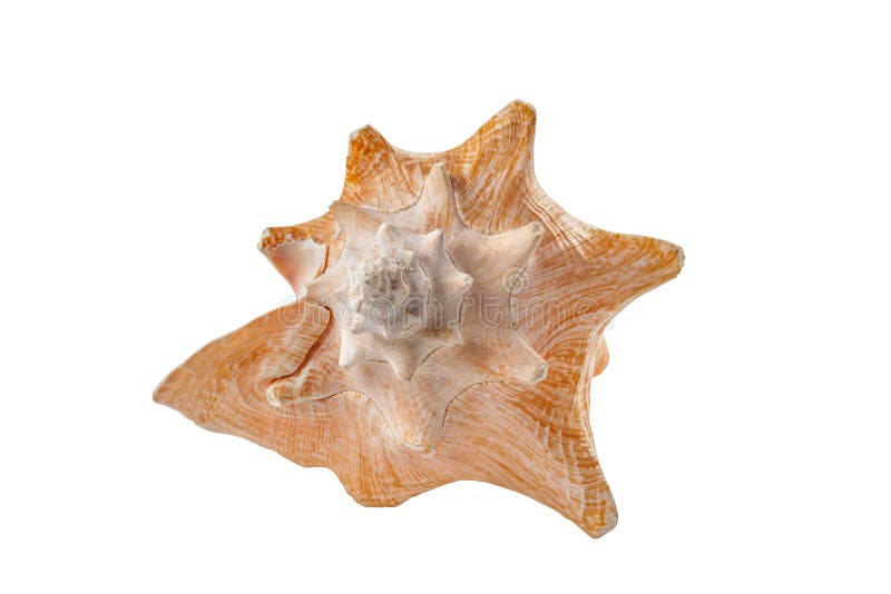 Large Rapana Seashell stock photo. Image of rapana, catch - 171790976