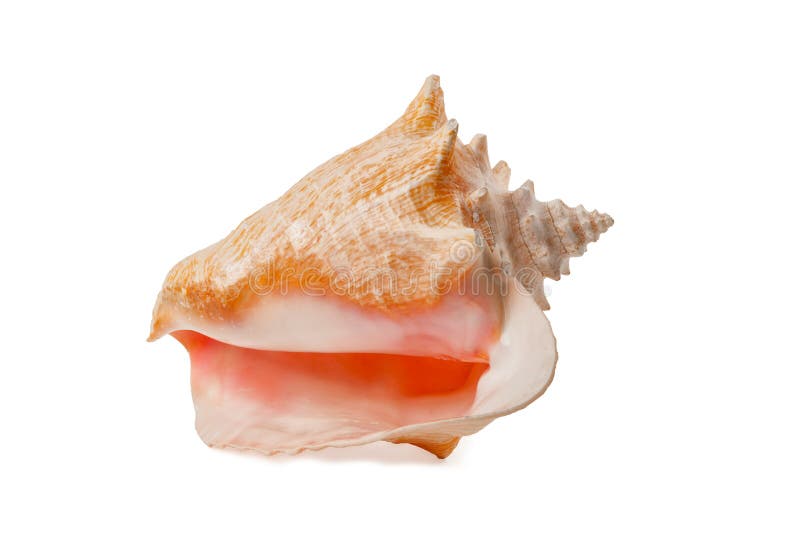 Large Rapana Seashell stock photo. Image of life, yellow - 171791096