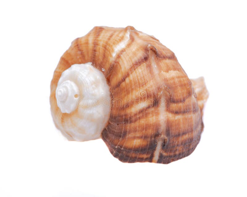 Large Rapana Seashell stock photo. Image of life, yellow - 171791096