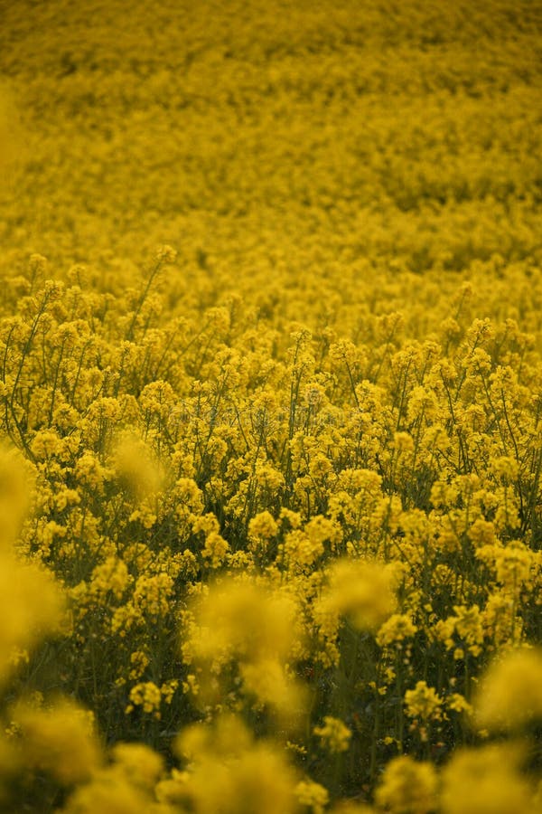 Large Rapeseed Flower Field Stock Photo - Image of focus, produce ...