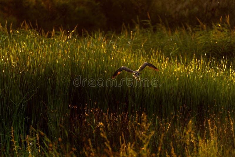 Large Raptor in Flight Over a Tall Grassy Field Stock Photo - Image of ...