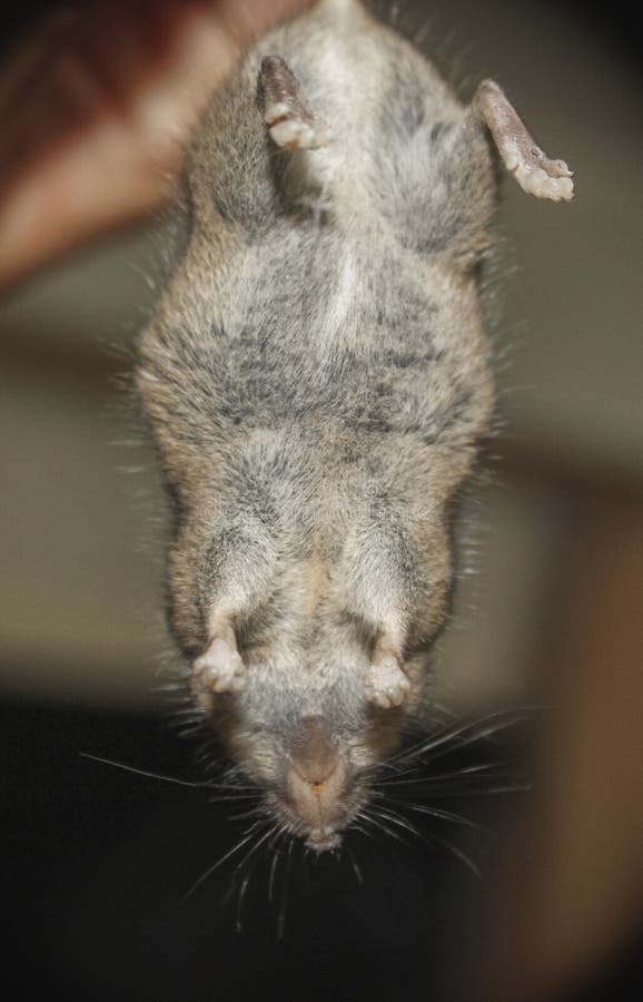 When a Large Rat is Caught, it is Held Upside Down by the Tail Stock ...