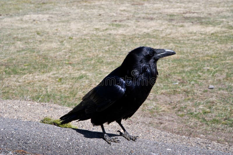 Large Raven stock image. Image of yellowstone, raven - 24512347