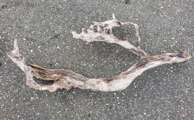 A Large and Raw Driftwood with Unique Shape Stock Photo - Image of ...