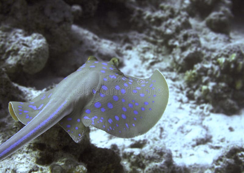Large Ray Swimming Underwater Stock Photo - Image of animal, natural ...