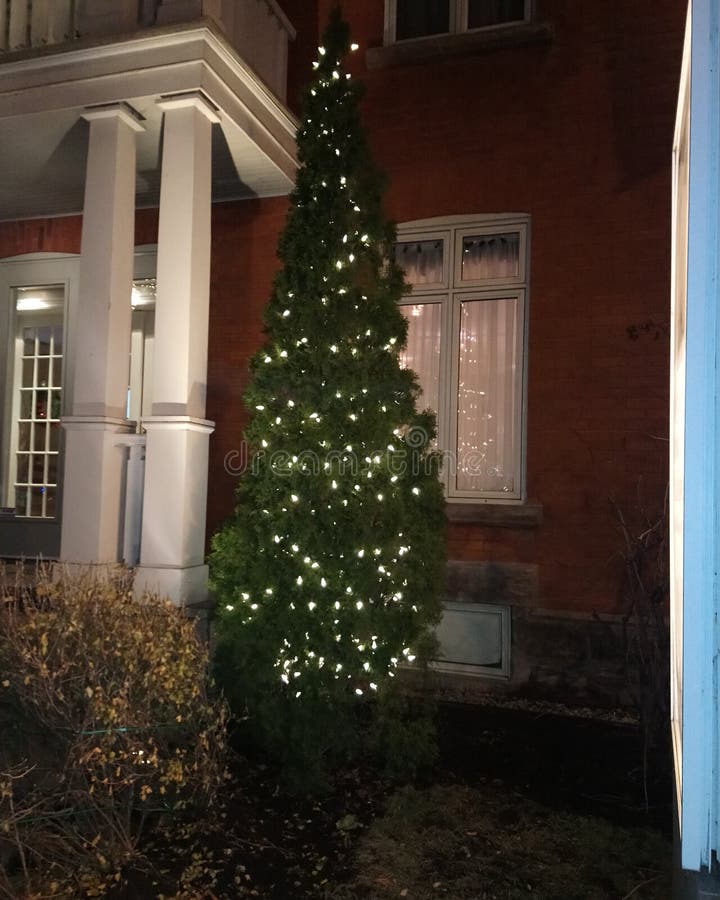 Large real Christmas tree stock image. Image of tree - 128390743