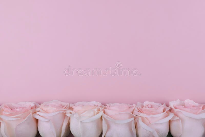 Large Real Roses at the Bottom on a Pink Background Stock Photo - Image ...