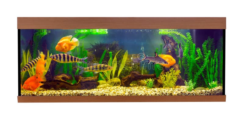Large Rectangular Aquarium with Tropical Fish Stock Image - Image of ...