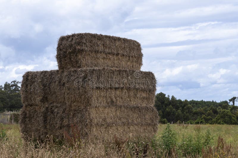 Large Rectangular Hay Bales Stacked in Three Layers in a Field Under a ...