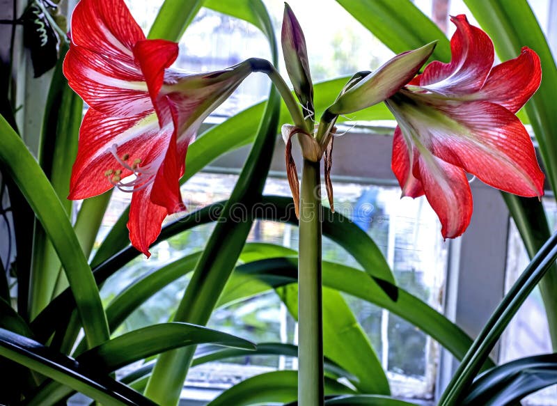 Large Red Amaryllis Flowers Bloom on the Windowsill Stock Photo - Image ...
