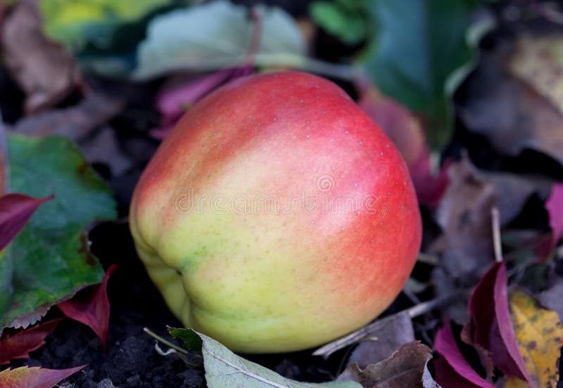 A Large Red Apple Fruit in an Apple Orchard. Stock Image - Image of ...