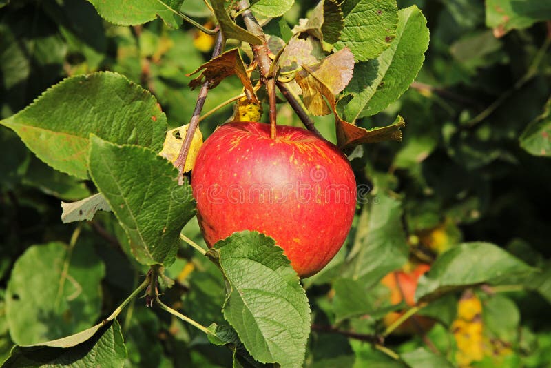 Large red apple stock image. Image of harvest, botany - 44368203