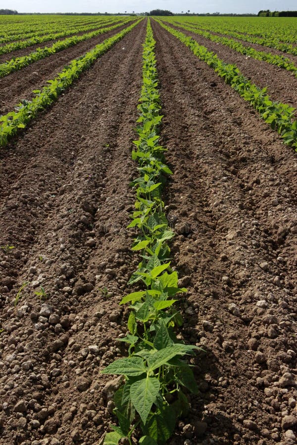 Large red bean field stock photo. Image of agriculture - 9286866