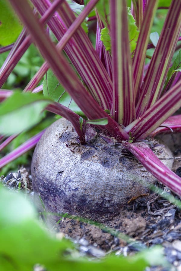 Large Red Beets in the Garden, Close-up Stock Image - Image of dirt ...