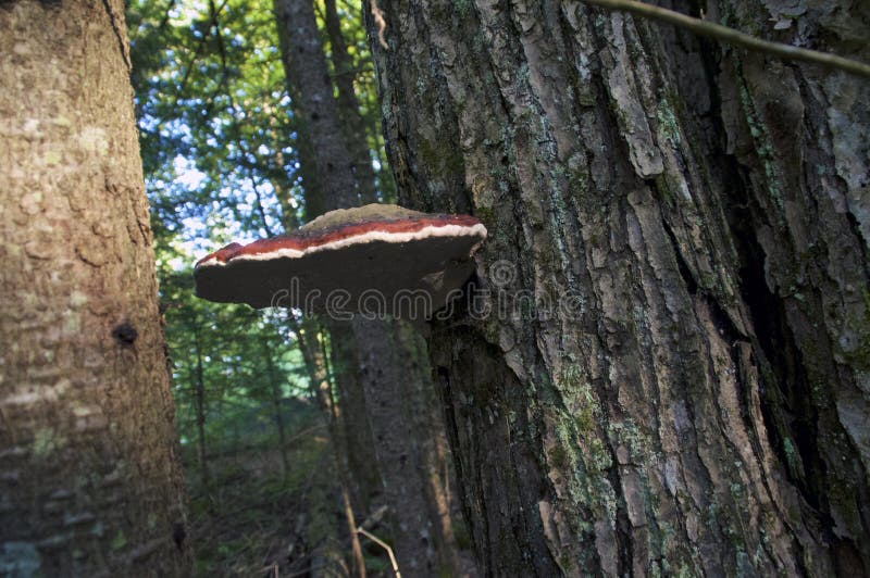 Large Red Belted Polypore Mushroom Growing on Tree Stock Photo - Image ...