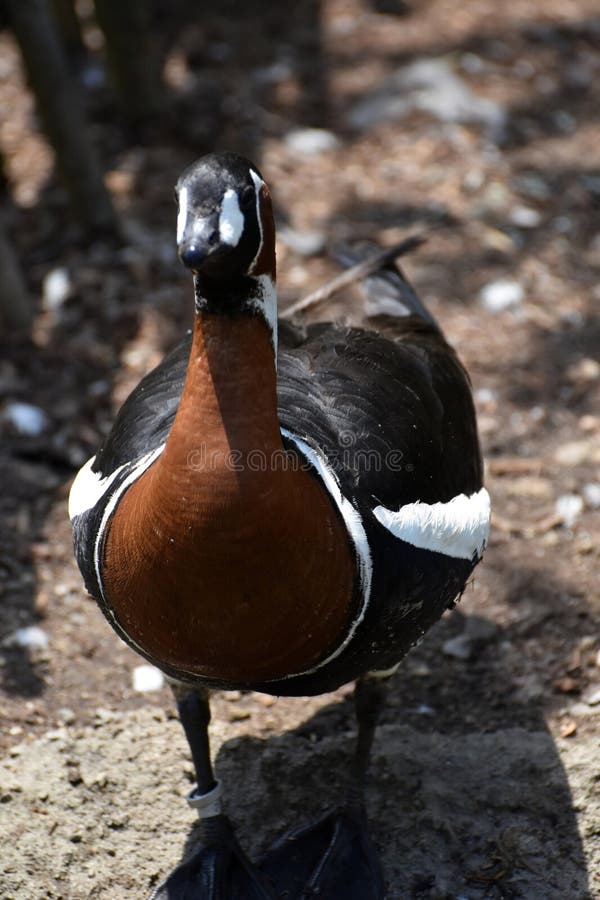 Large Red Breasted Goose Standing Close Up Stock Photo - Image of goose ...