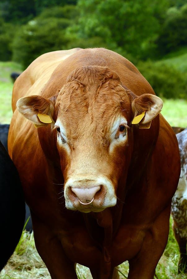 Large Red Bull in Field of Cows Stock Image - Image of nose, large ...