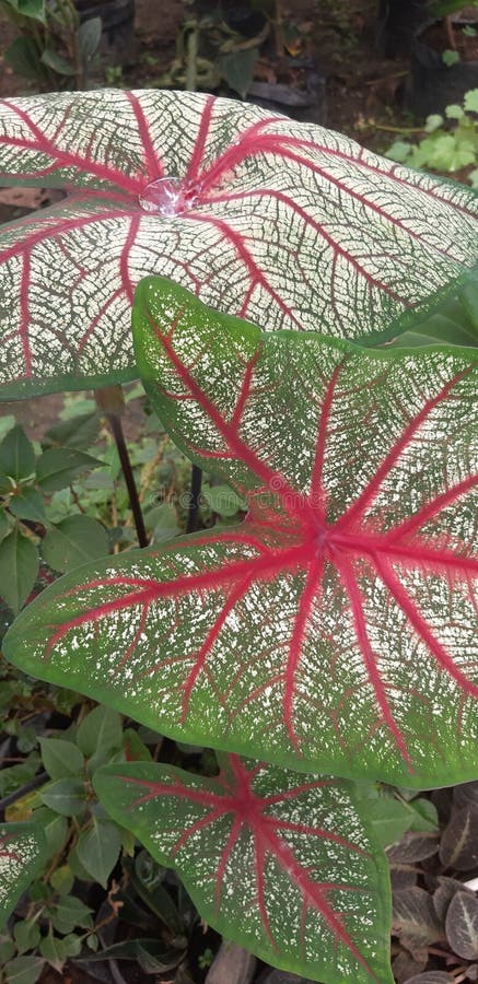 The Large Red Caladium Leafs Stock Photo - Image of large, caladium ...